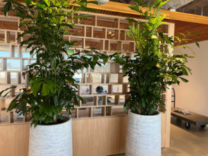 Office Planting Design 101: What Are the Best Plants for My Office ...