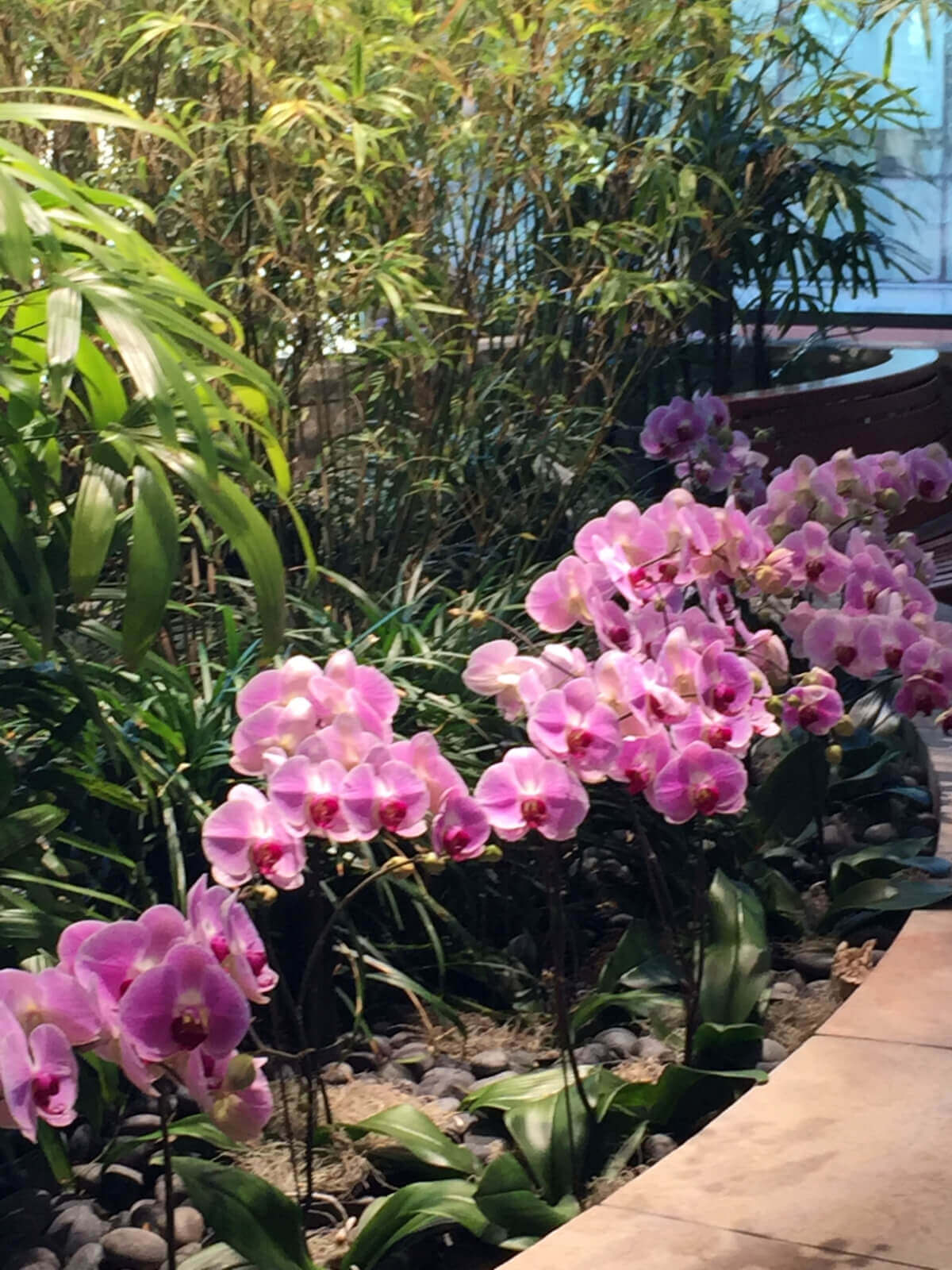 Interior Landscaping - Foliaire Inc. - Luxury Plantscaping in Boston, MA