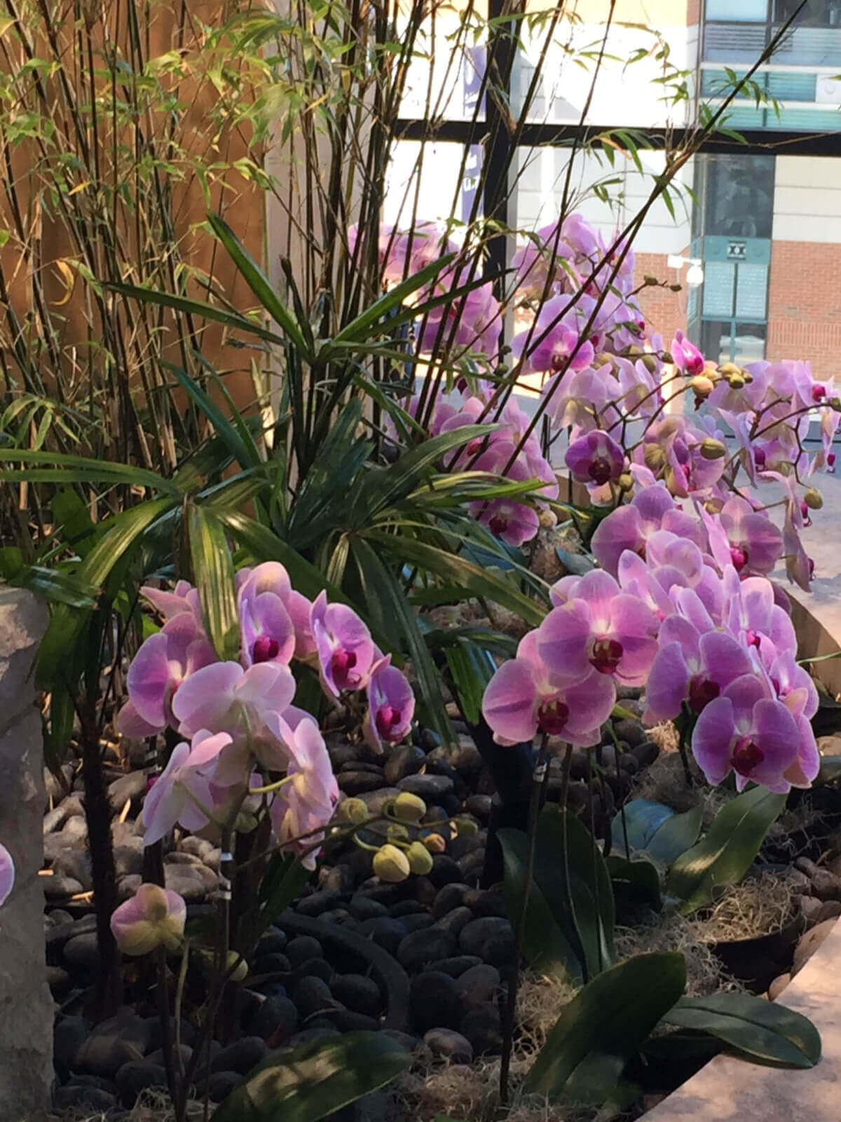 Interior Landscaping - Foliaire Inc. - Luxury Plantscaping in Boston, MA