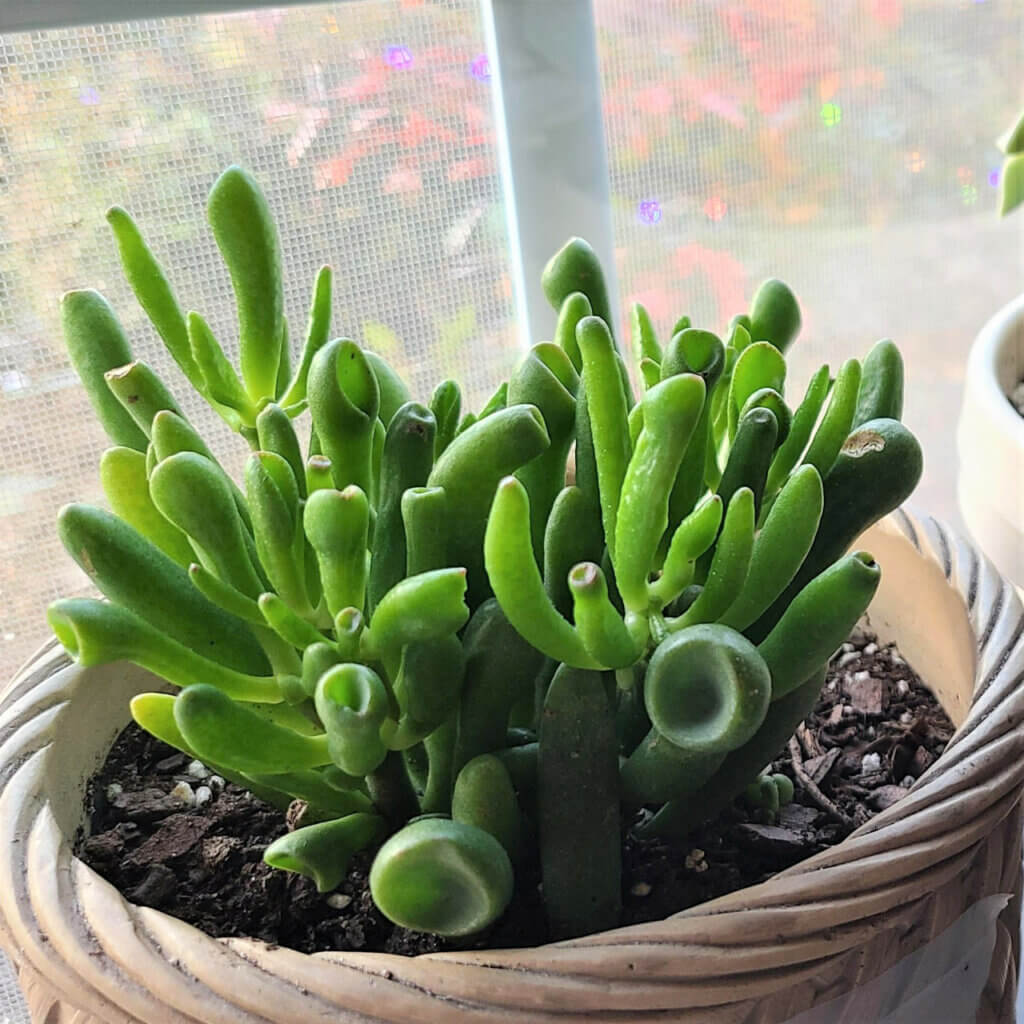 What Is the Ideal Humidity for Houseplants? - Foliaire Inc. Plant Care Tips