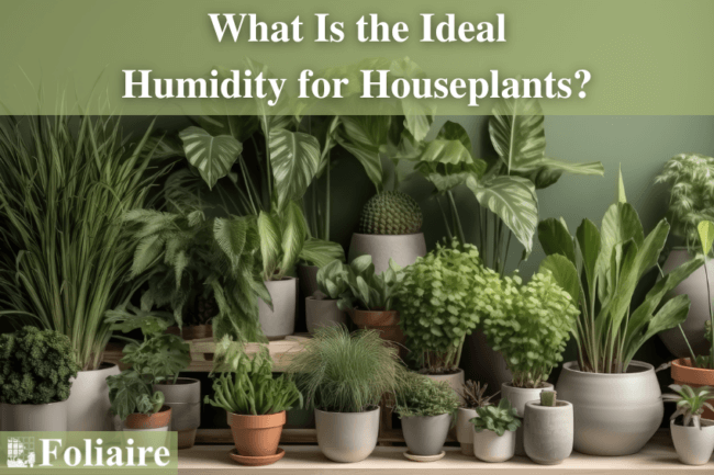 What Is the Ideal Humidity for Houseplants? - Foliaire Inc. Plant Care Tips