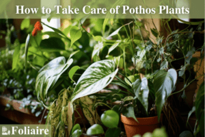 Plant Care Tips: How to Take Care of Pothos Plants - Foliaire Inc ...