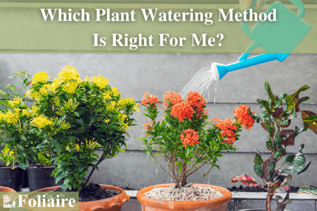 5 Plant Watering Methods: Which One Is Right For Me? - Foliaire Inc ...